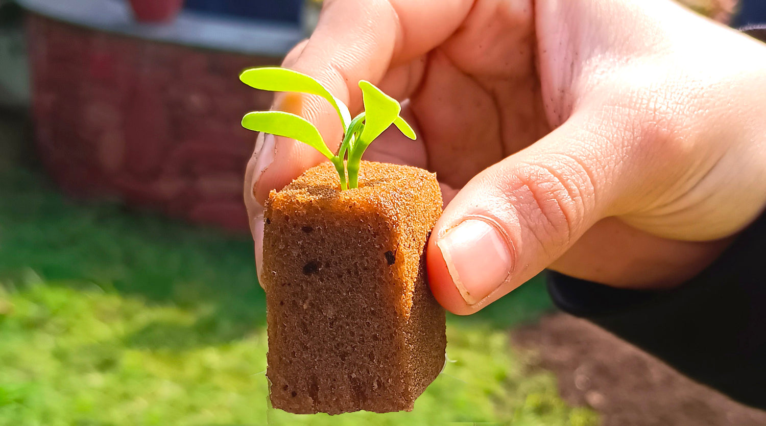 Step-by-Step Guide to Sprouting Your Own Plants with Grow Cubes – Casa ...