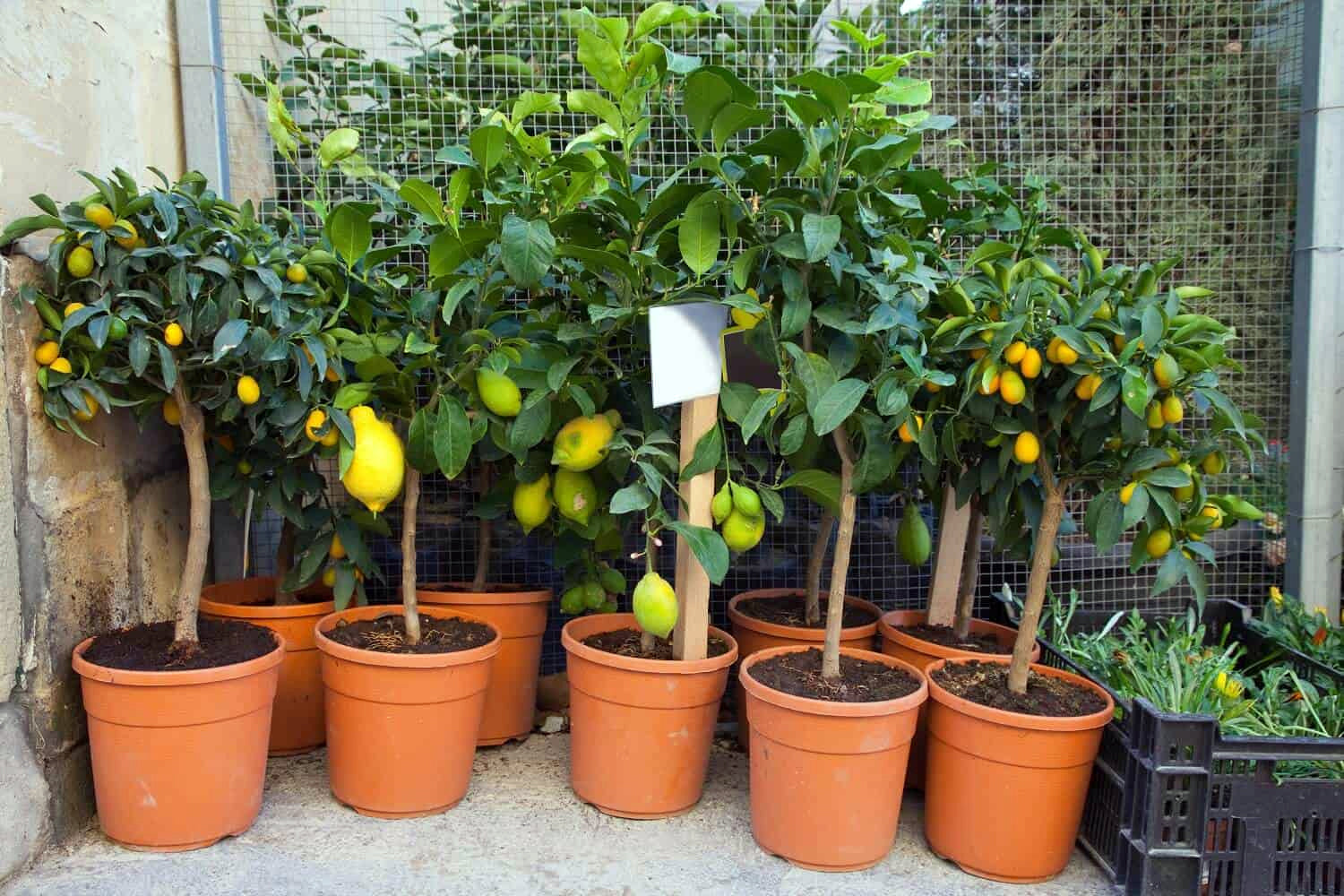 A Complete Guide to Growing and Caring for Your Lemon Tree – Casa De Amor